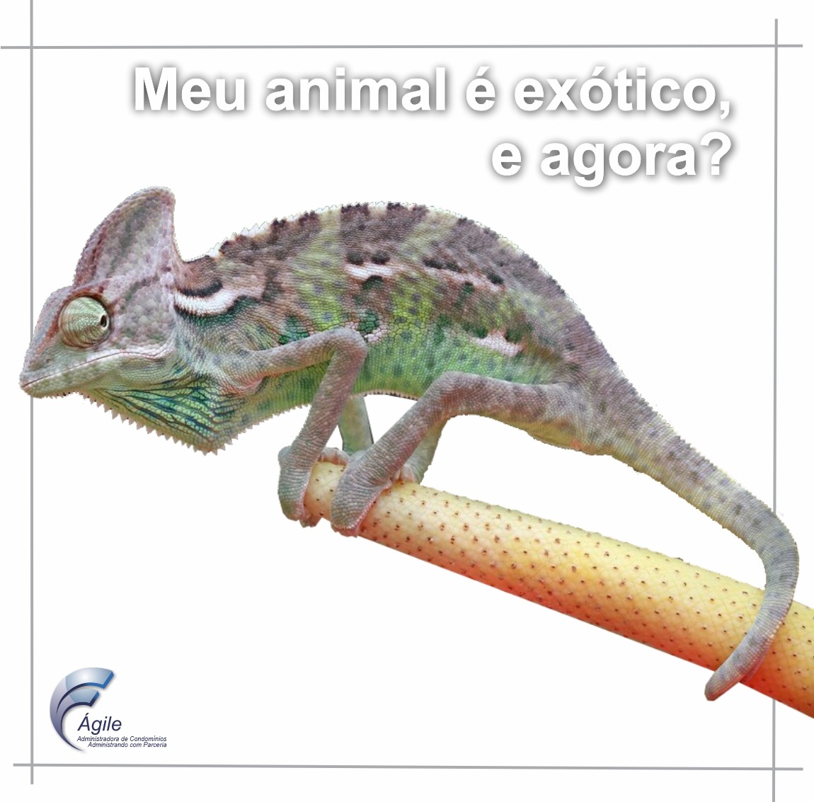 Meu animal é exótico, e agora? – ÁGILE